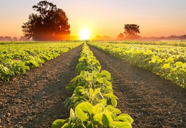 Integrated Farming: Upaya Mengintegrasikan Pertanian dan Peternakan ...