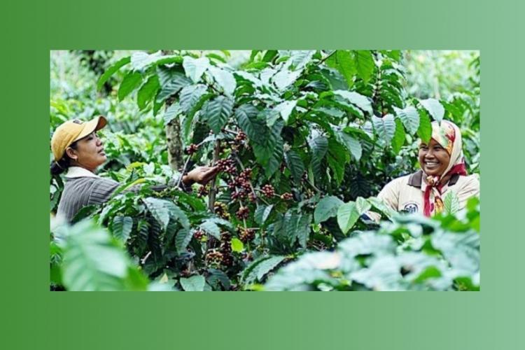 Momon Sucik: Monitoring Lahan Kopi Terintegrasi Monocrystaline sebagai ...