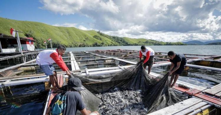 Anak Muda Papua Binaan PYCH Optimistis Hasil Budi Daya Ikan Air Tawar ...
