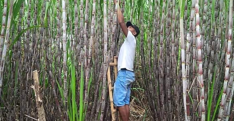 Andil PTPN Group Di Tengah Kesuksesan Petani Tebu