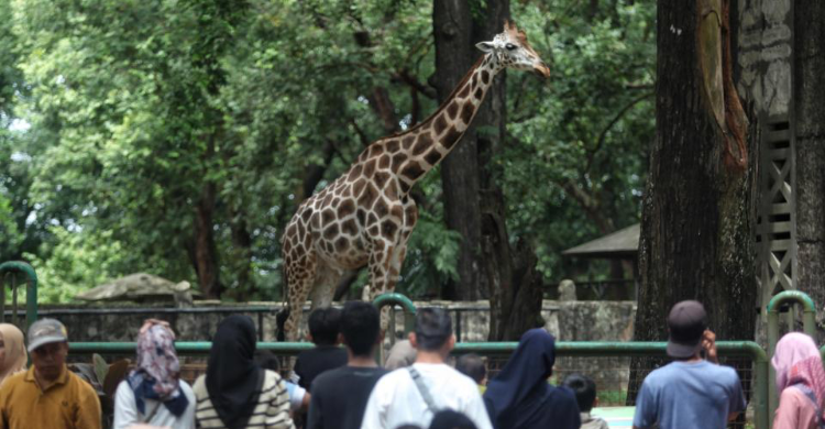 Buka Malam, Taman Margasatwa Ragunan Hadirkan “Night at the Ragunan Zoo”