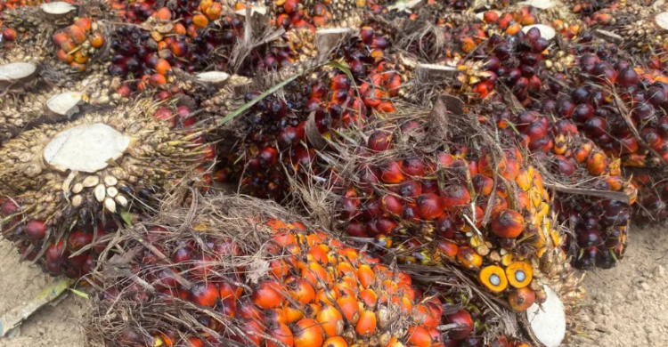 Ekspor CPO Menurun, Gapki Minta Pemerintah Turun Tangan