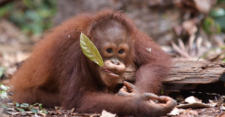 Hari Spesies Terancam Punah 2026, BNI Tegaskan Pelestarian Satwa Langka
