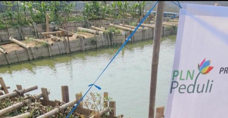 Hasil Panen Meningkat, Program TJSL PLN Dongkrak Budidaya Ikan Lele Di ...