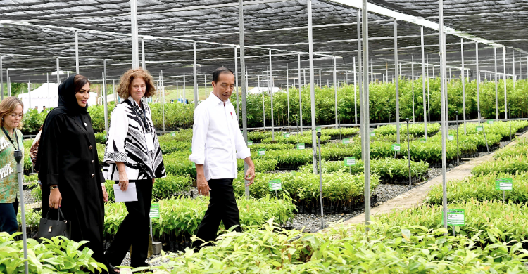 Hijaukan IKN, Jokowi Resmikan Persemaian Mentawir