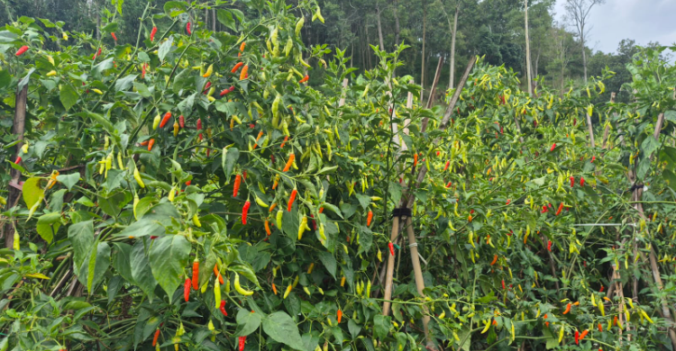 Idul Adha, Kementan Pastikan Stok Dan Harga Cabai Nasional Aman