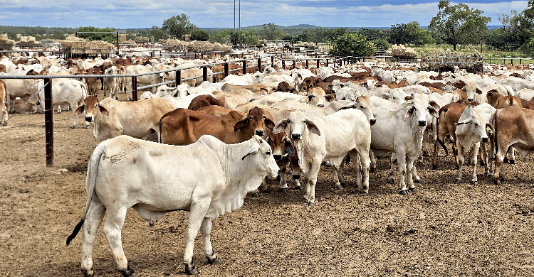 Impor Sapi Australia, Dharma Jaya Dukung Stabilisasi Harga Daging Di ...