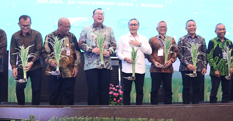 Intercropping Padi Gogo, Holding Perkebunan Nusantara Manfaatkan Lahan PSR
