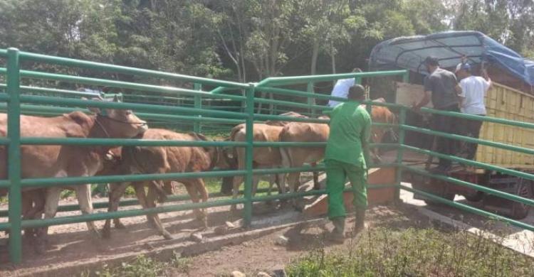 Kementan Distribusikan Sapi Pesisir Ke Bengkalis Dan Mentawai