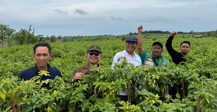Kementan Pastikan Ketersediaan Aneka Cabe Aman Selama Ramadan