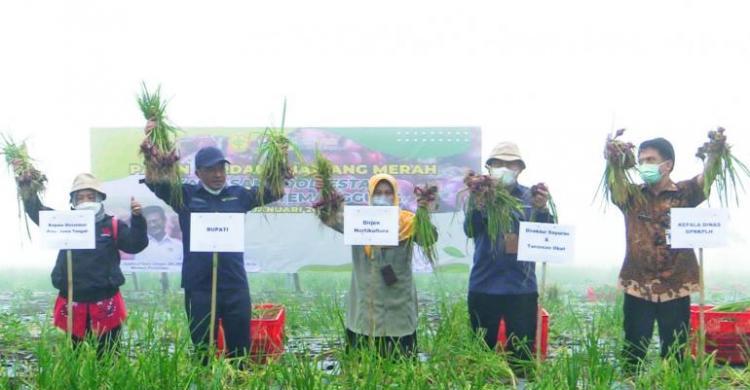 Luar Biasa, Panen Bawang Merah Food Estate Temanggung Di Atas Rata-rata ...