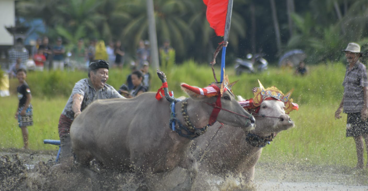 Mekepung Lampit 2025 Digelar, Bupati Jembrana Pimpin Langsung Atraksi ...