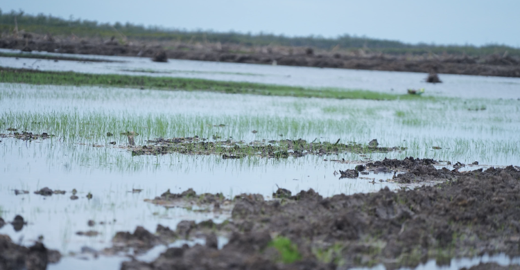 Mentan: Padi Yang Ditanam Presiden Prabowo Di Merauke Tumbuh Baik