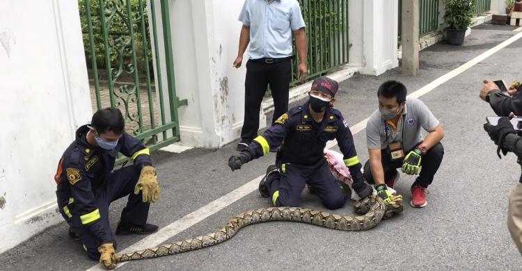Nenek 64 Tahun Selamat Dari Santapan Ular Piton