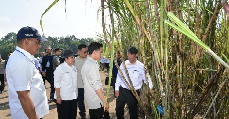 Panen Tebu di Sleman, Gibran Ditemani Panglima dan Titiek