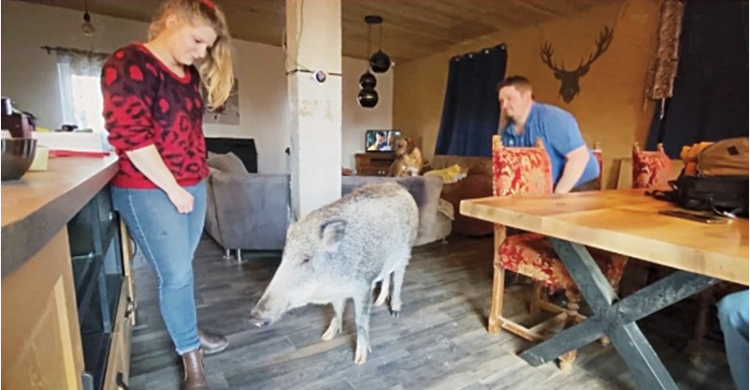 Pasangan Suami Istri Pelihara Babi Di Rumah