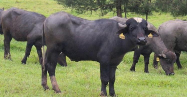 Pengukuran Laju Pertumbuhan Kerbau Untuk Mendukung Sikomandan