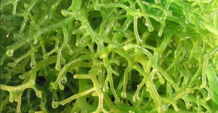 Pengusaha Happy Rumput Laut Kembali Masuk Daftar Komoditas Organik AS