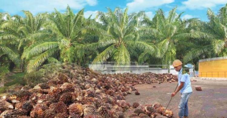 Peningkatan Produktivitas Kelapa Sawit Bantu Redam Fluktuasi Harga Minyak Goreng
