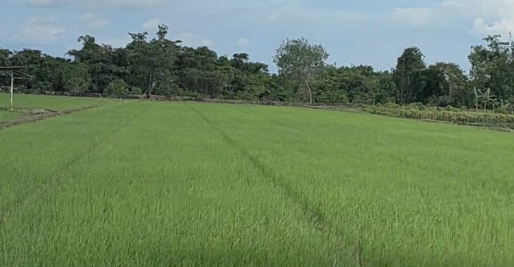 Perkuat Brigade Pangan & OPLAH, Banyuasin Jadi Lumbung Padi Nasional