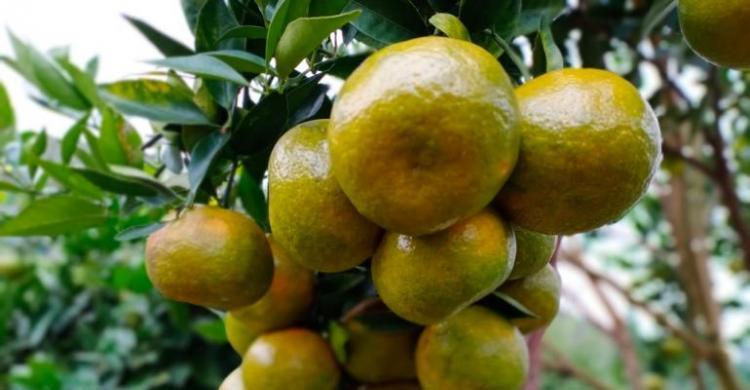 Sekarang, Momentum Buah Lokal Kuasai Pasar Nasional