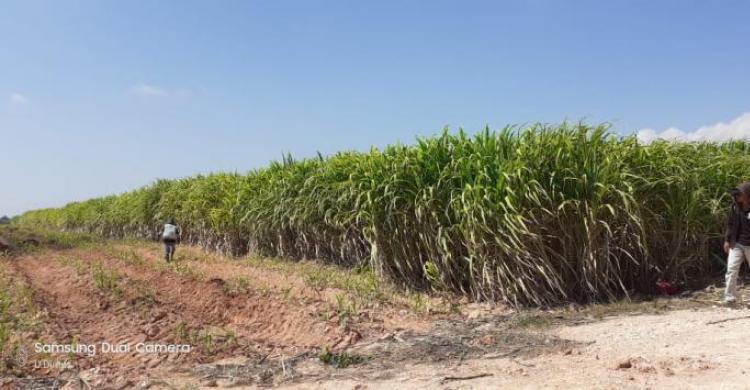 Sistem Pembelian Tebu Kementan, Bikin Petani dan Pabrik Gula Maju
