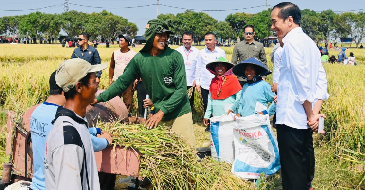 Tinjau Panen Raya Di Indramayu, Presiden Jokowi Pastikan Produksi Padi Baik