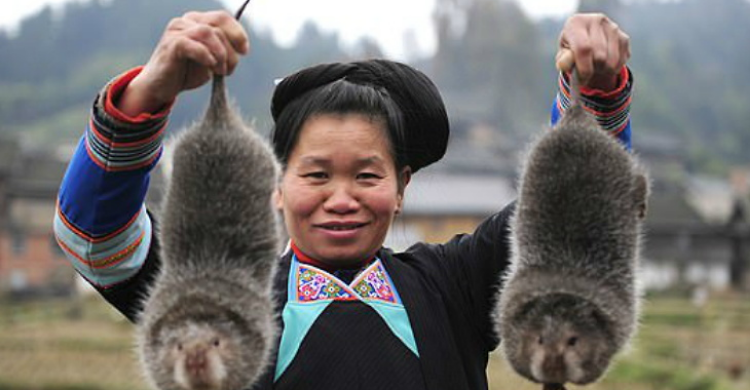 Demi Basmi Covid-19, China Musnahkan 900 Tikus Bambu