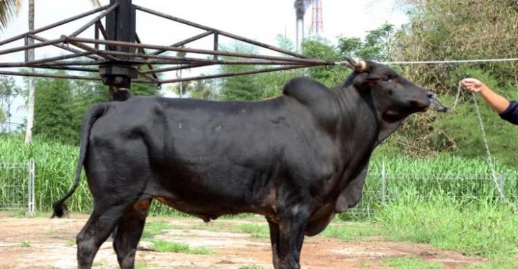 Kementan Dorong Pengembangan Sumber Daya Ternak Lokal Sapi Pasundan