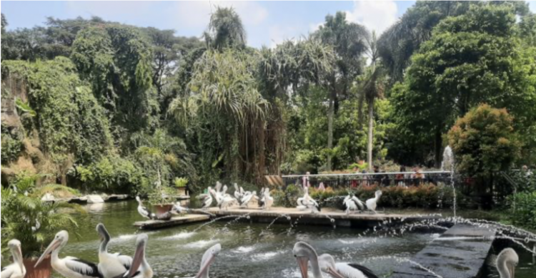 Mau Wisata Ke Ragunan? Simak Nih, Syarat Dan Cara Beli Tiketnya