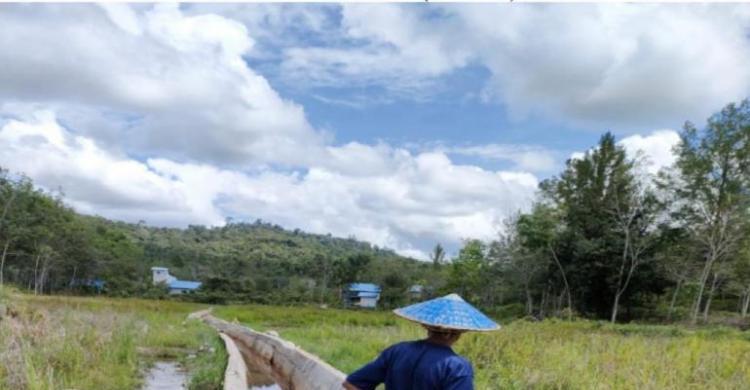 Produktivitas Pertanian Di Melawi Makin Meningkat Berkat Program RJIT ...