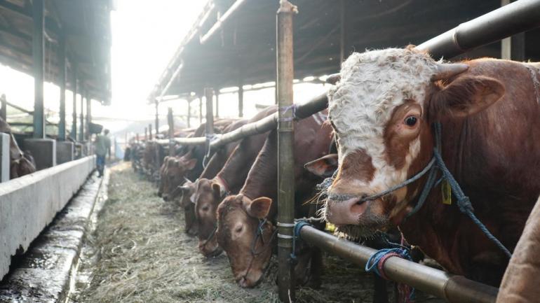 Dharma Jaya Datangkan 750 Sapi Impor Tahap Kedua, Siap Dipesan Pembeli