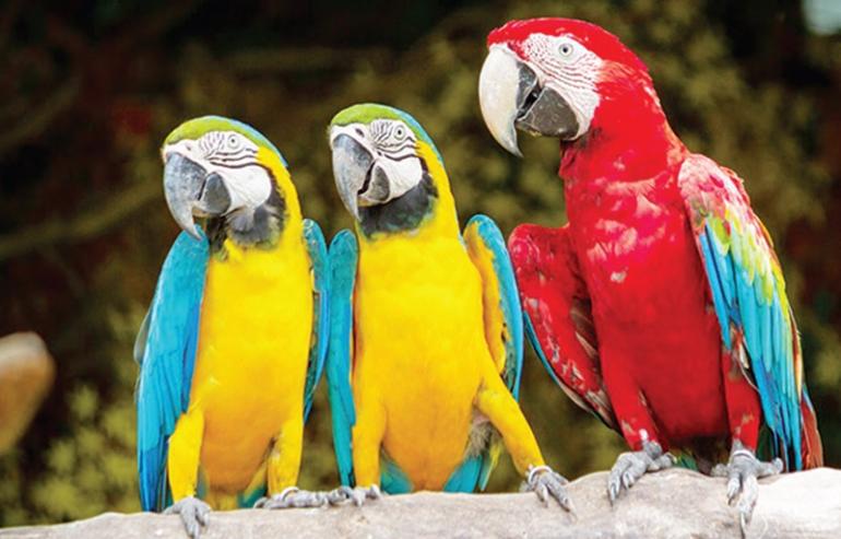 Duh, Pelihara Burung Parrot Di Apartemen