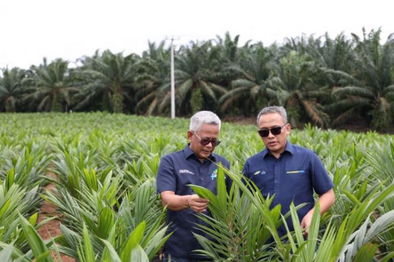 Holding Perkebunan Nusantara Siap Terapkan Intercropping Padi Gogo