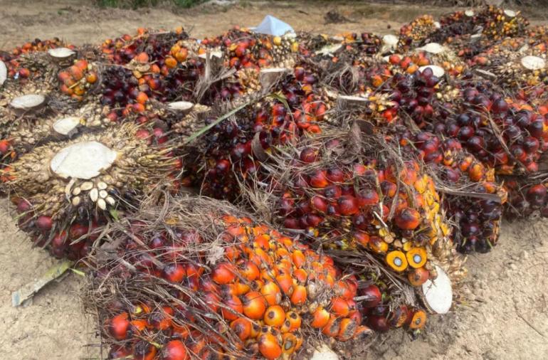 Ekspor CPO Menurun, Gapki Minta Pemerintah Turun Tangan