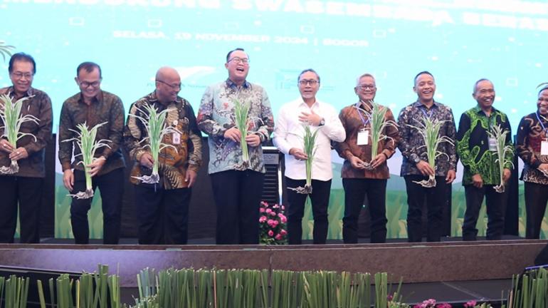 Intercropping Padi Gogo, Holding Perkebunan Nusantara Manfaatkan Lahan PSR