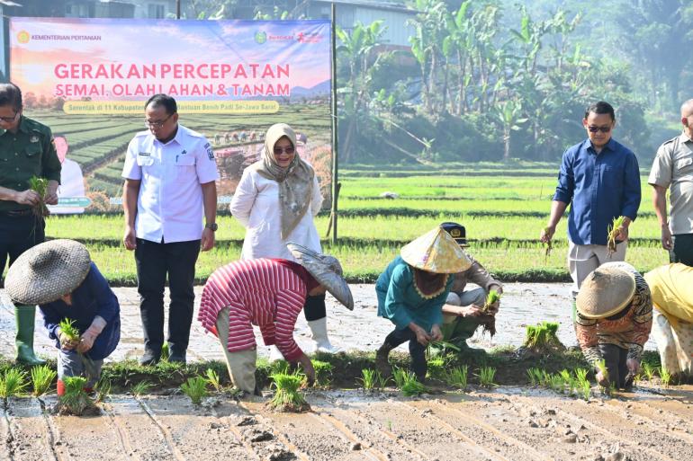 Kementan Genjot Percepatan Semai, Olah Lahan, Dan Tanam Padi Di Sukabumi