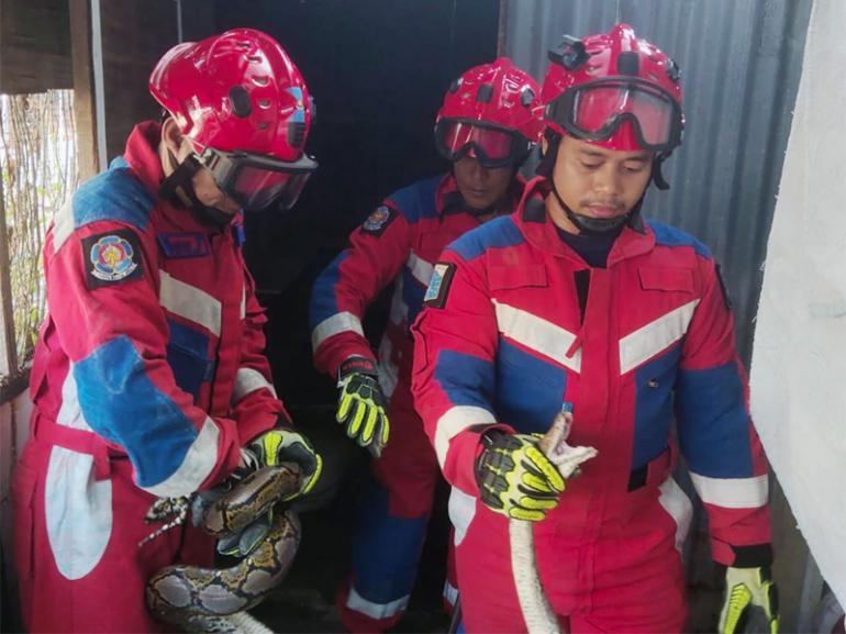 Ular Sanca Sepanjang 4 Meter Di Kebagusan Berhasil Dievakuasi