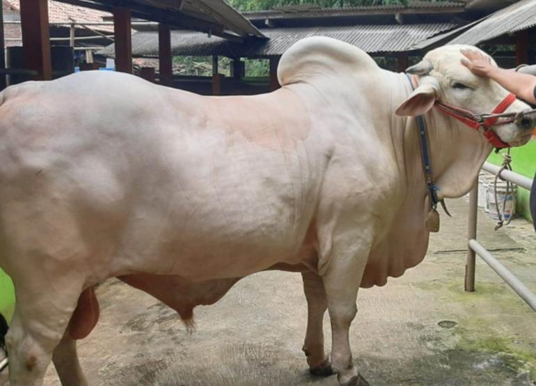 Lolos Verifikasi Setneg, 2 Sapi Bantul Jadi Kurban Presiden, Bobot Hampir 1 Ton
