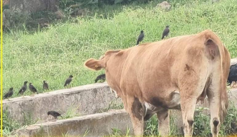 Mengintip Cara Unik UPT Kementan Berantas Parasit Di Tubuh Sapi - News+ ...