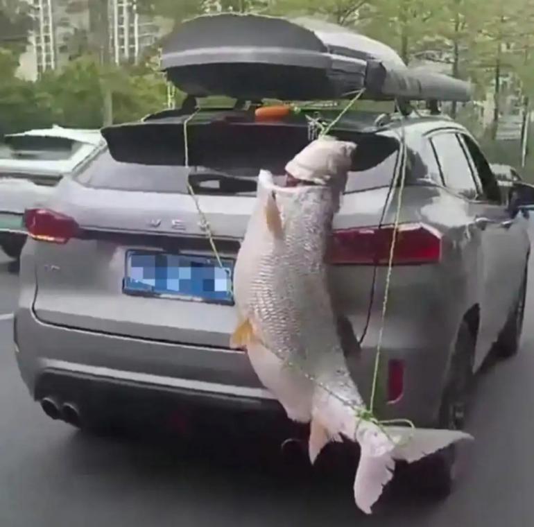 Pamer Ikan Jumbo Di Belakang Mobil, Pria Disemprit Polisi