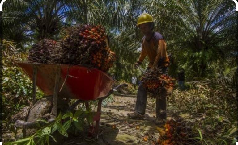 Pembangunan Berkelanjutan Dalam Industri Kelapa Sawit Dorong Kesejahteraan