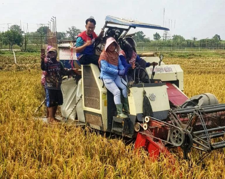 PGN-BRIN Sukses Panen Padi Biosalin 116 Ton di Lahan Pesisir Semarang