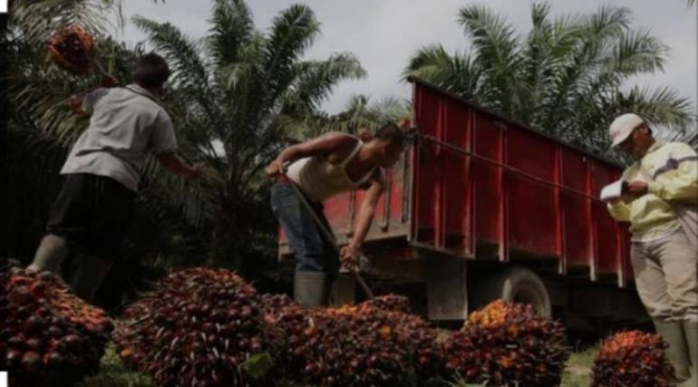 Produksi CPO Naik 9,2 Persen, Tembus 4.523 Ton di Oktober 2023