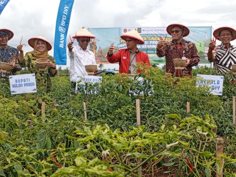 Produksi Melimpah, Kementan Pastikan Stok Cabe Aman Dan Harga Terkendali