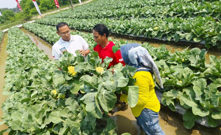 Rayakan Hari Tani Nasional, Ewindo Kenalkan Teknologi Pertanian Modern ...