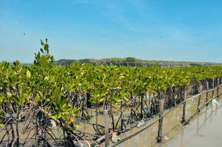 Wujudkan Dekarbonisasi, Pelindo Solusi Logistik Tanam Mangrove & Penghijauan