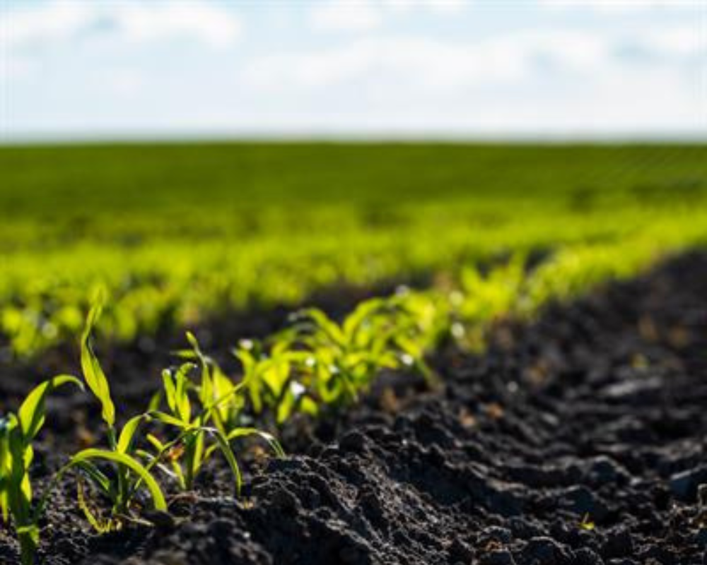Biochare Agroculture : Strategi Mitigasi Iklim dan Pertanian Ramah ...