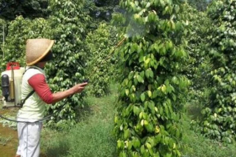 Gerakan E-Tree Rotation sebagai Strategi Inovatif Investasi Cerdas