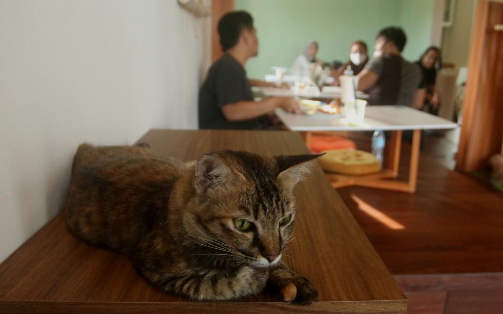 Bilik Kucing Cat Cafe